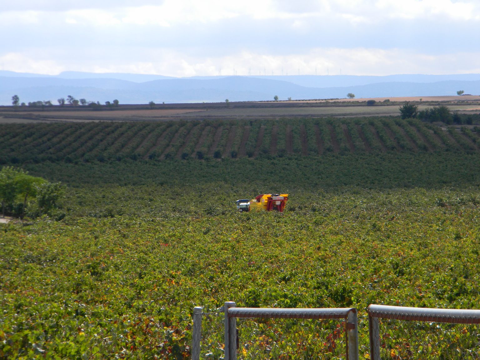 Vineyards - Bodega Pardo Tolosa