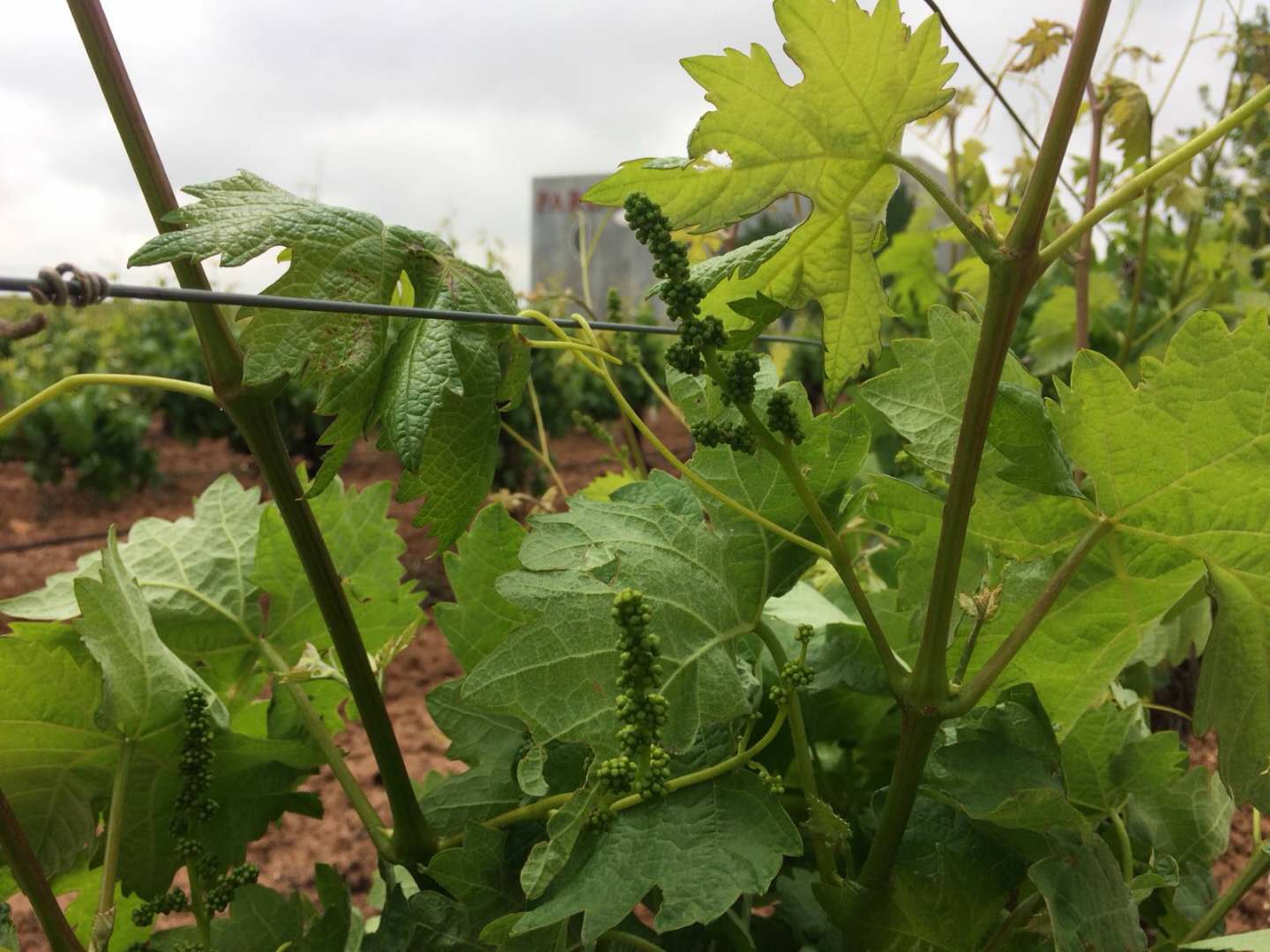 Vineyards - Bodega Pardo Tolosa